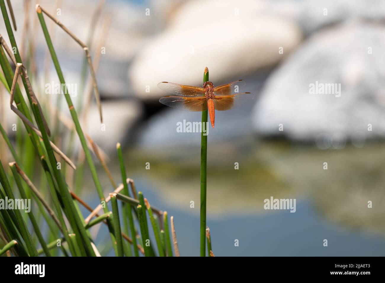 Flame skimmer dragonfly Stock Photo - Alamy