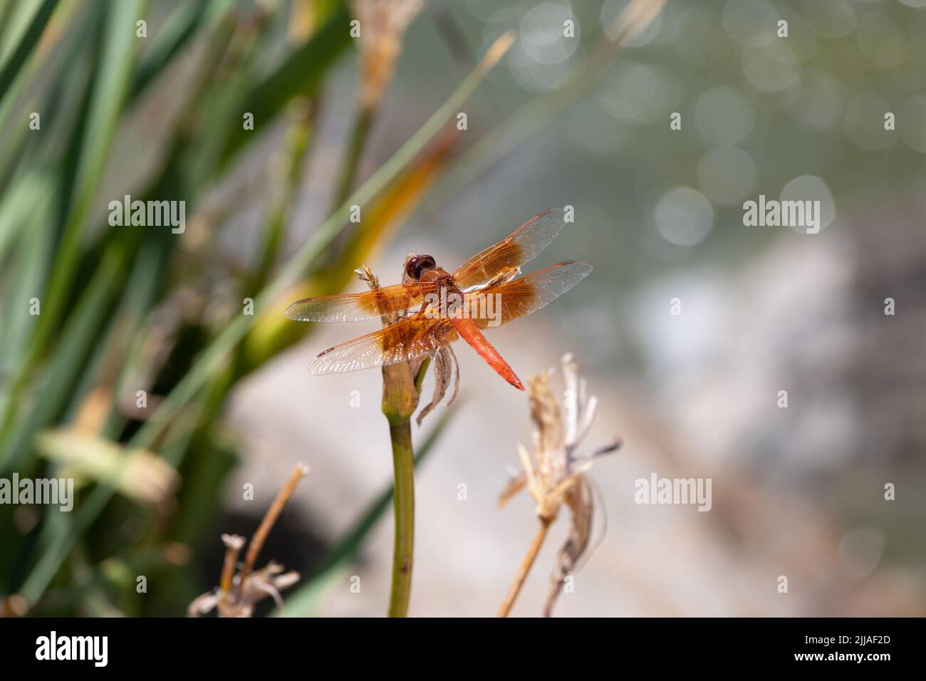 Flame skimmer dragonfly Stock Photo - Alamy