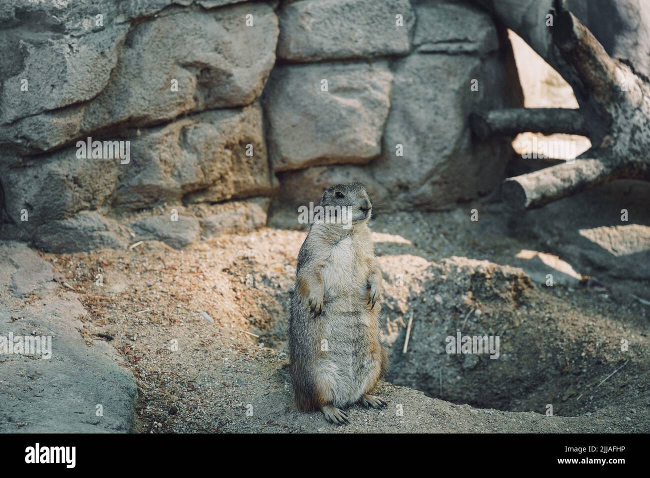 A Groundhog standing on hind legs Stock Photo - Alamy