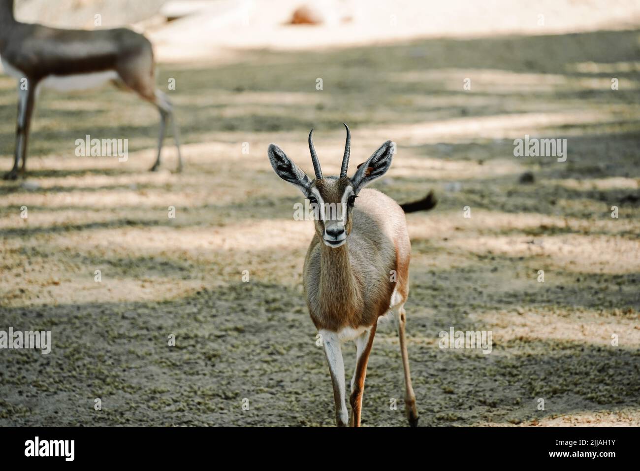 A small gazelle looking at the camera Stock Photo - Alamy