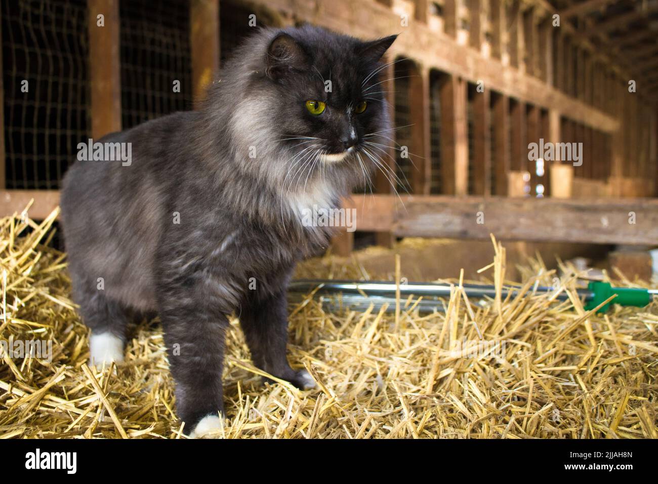 Domestic adult cat barn hi-res stock photography and images - Alamy