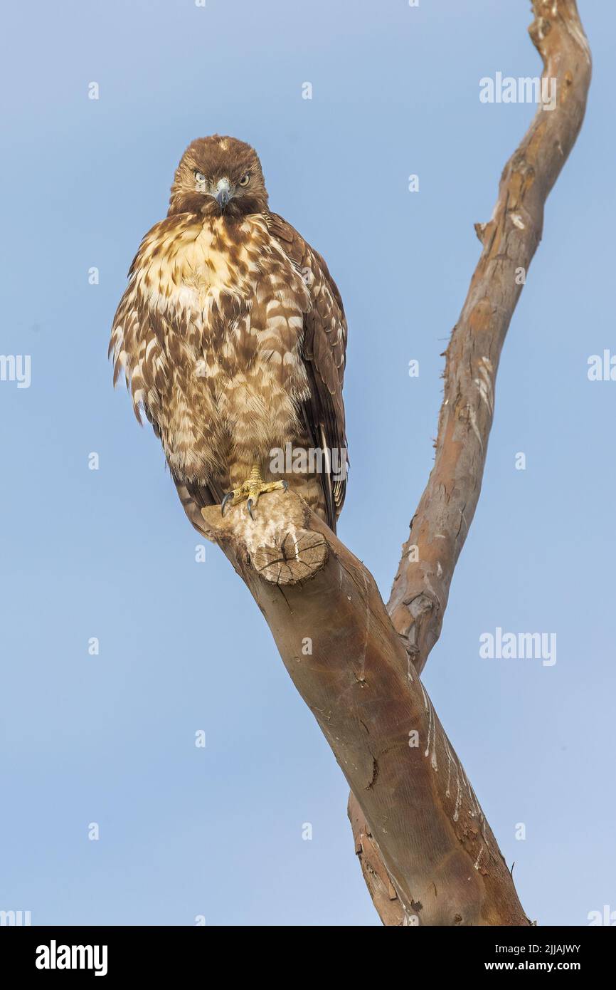 A Red-tailed hawk perches on a tree branch against a clear blue sky in ...