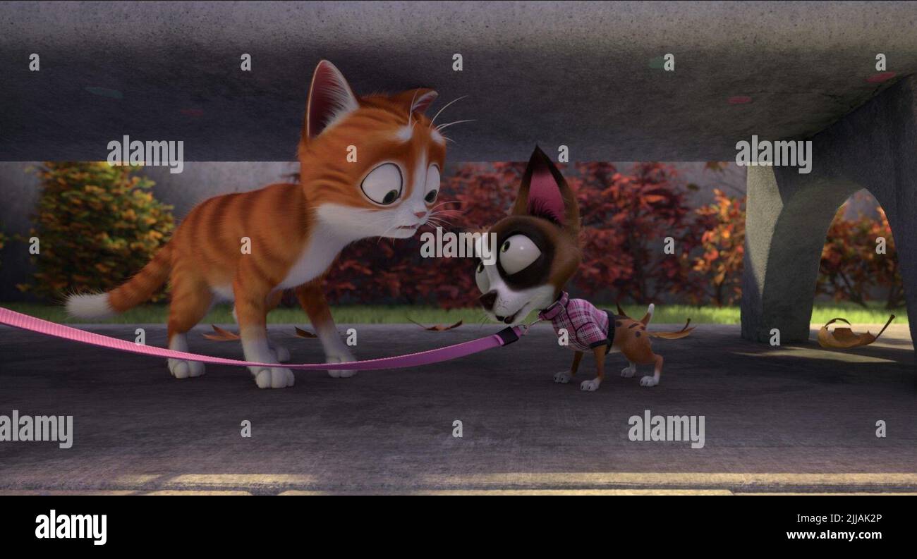 THUNDER, CHIHIUAHUA, THE HOUSE OF MAGIC, 2013 Stock Photo - Alamy