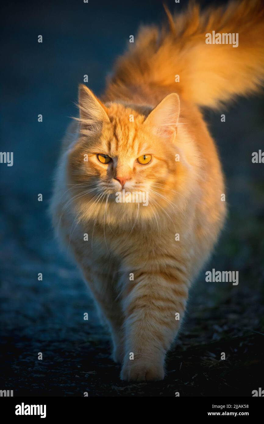 Orange Tabby Cat Walking Outside Stock Photo - Alamy