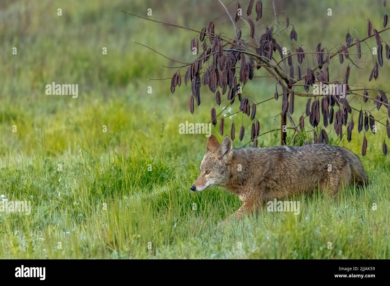 A Coyote (Cania latrans) searching a grassy field in Petaluma ...
