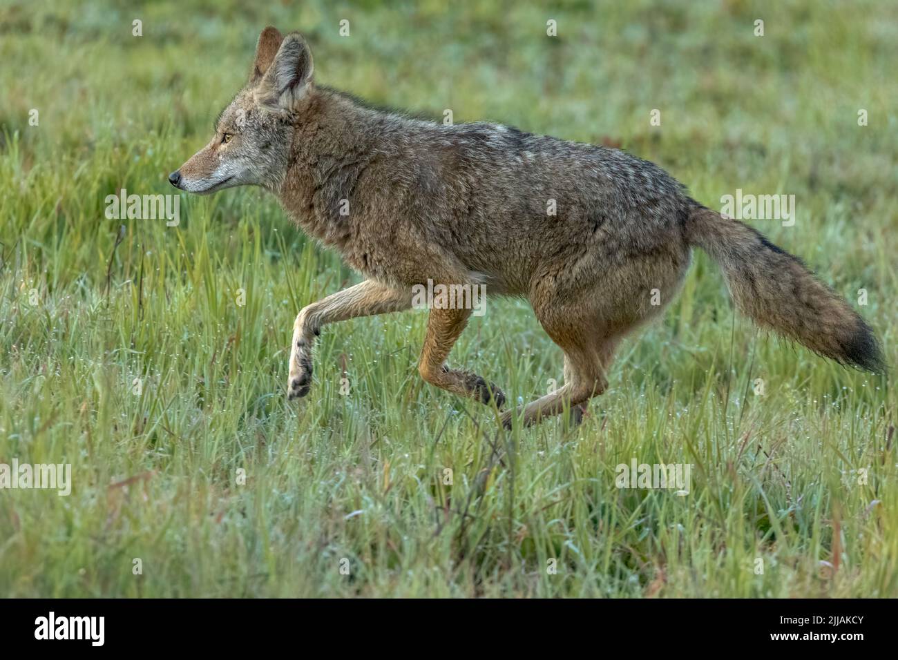 Coyote face city hi-res stock photography and images - Alamy