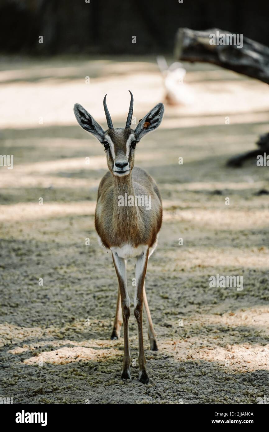 A beautiful gazelle in wilderness Stock Photo - Alamy