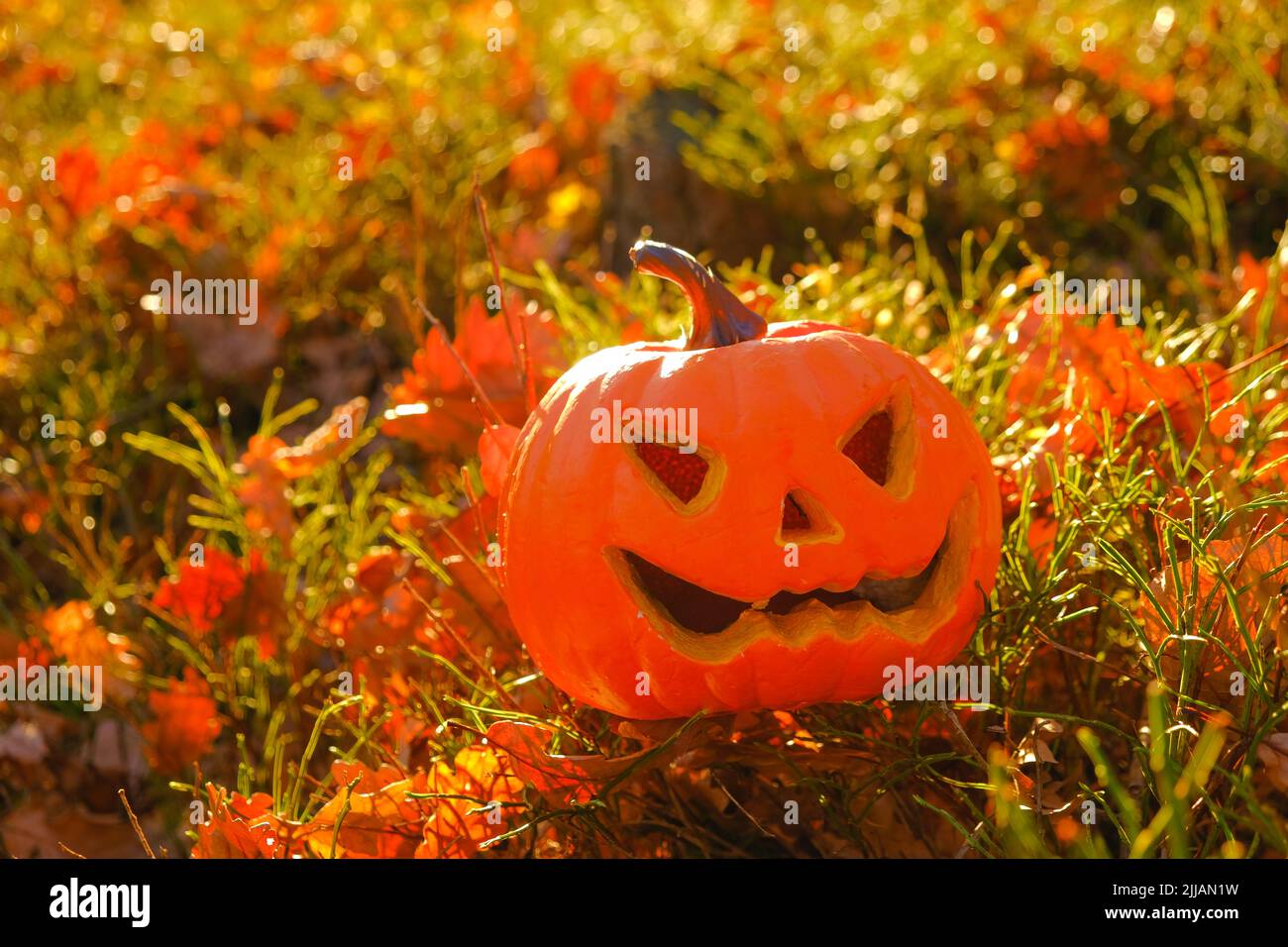 Halloween Jack lantern in the autumn forest.Autumn holidays traditional ...