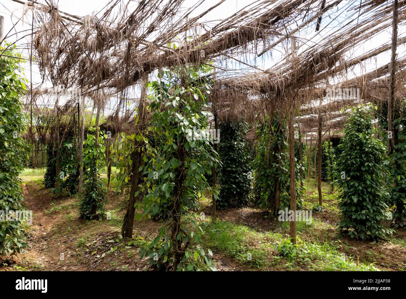 Black pepper farm hi-res stock photography and images - Alamy