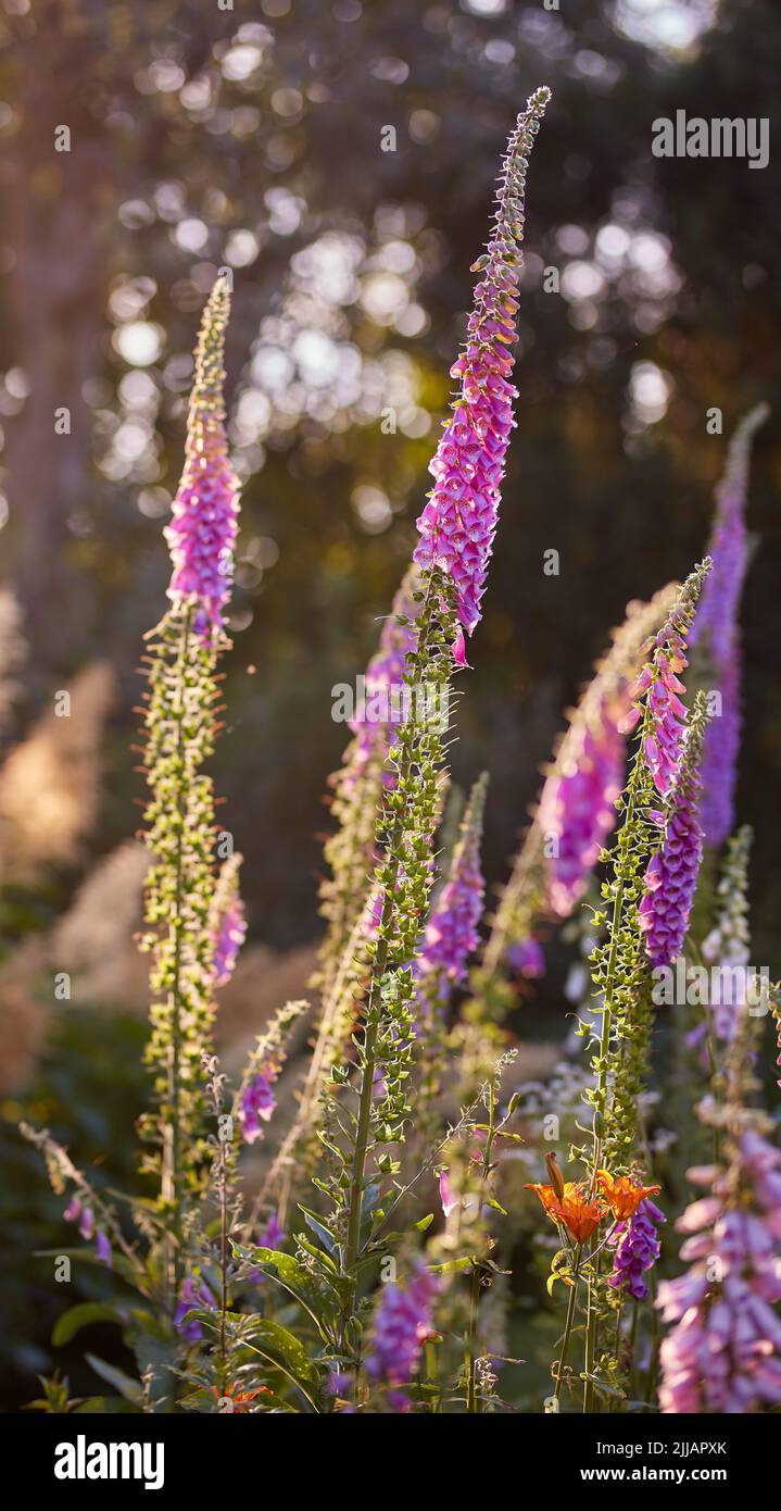 Colorful Foxglove flowers growing in an ecological nature garden ...