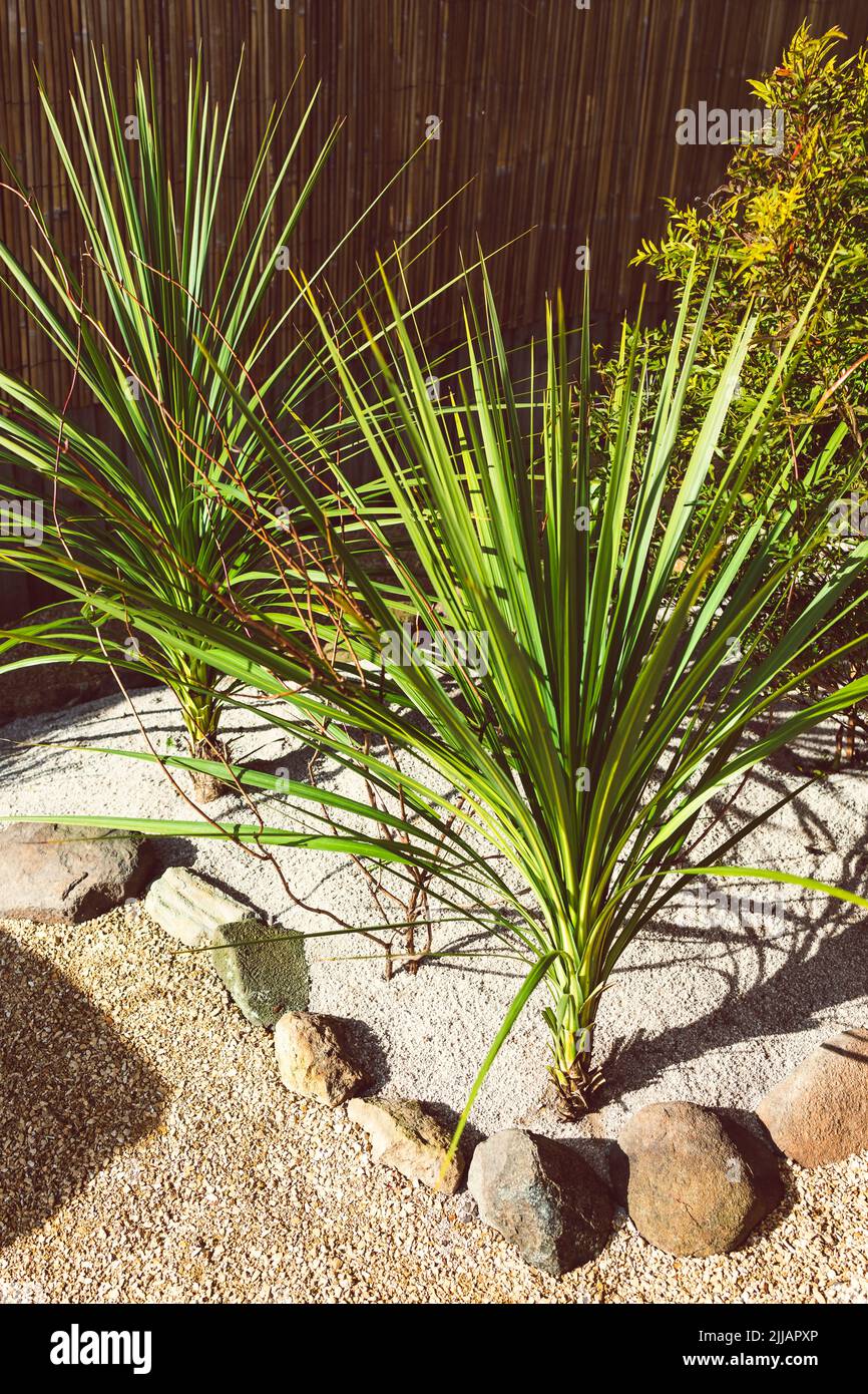 cordyline australis cabbage tree plant outdoor in sunny backyard, close ...