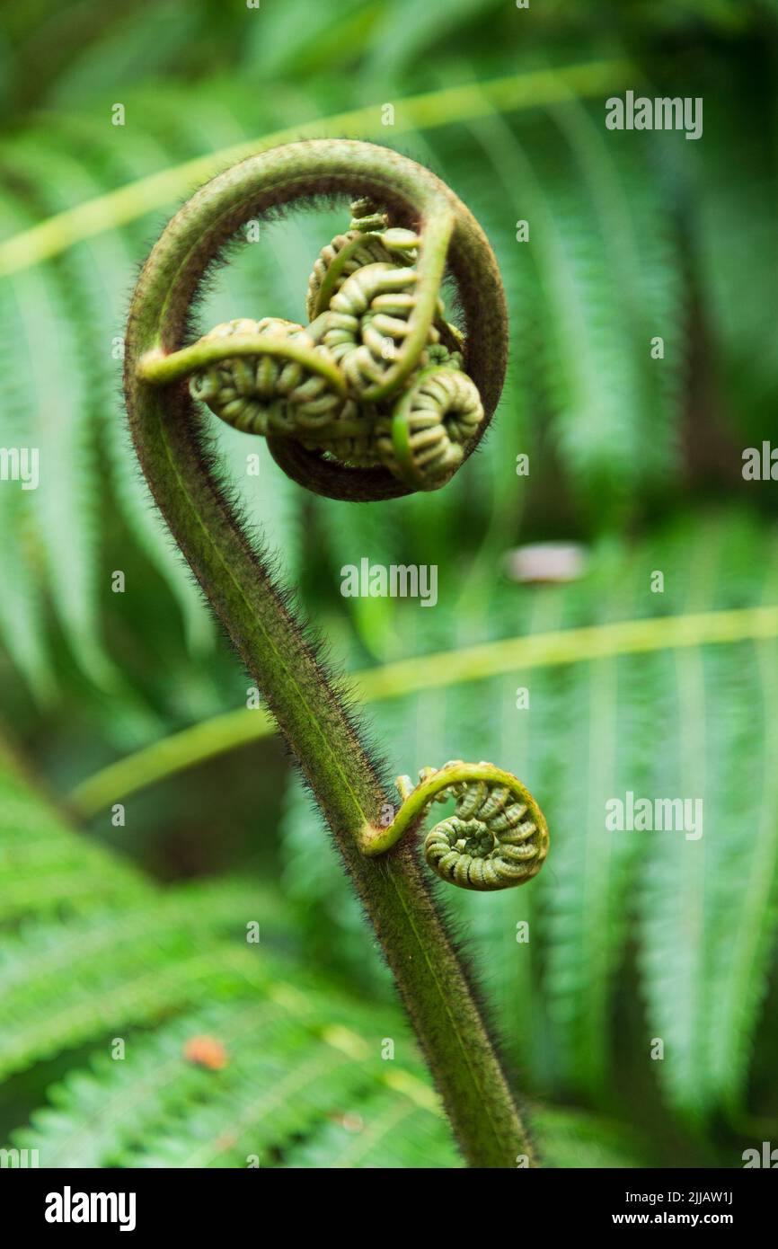 Rainforest jungle scene at Hawaii Big Island Stock Photo - Alamy