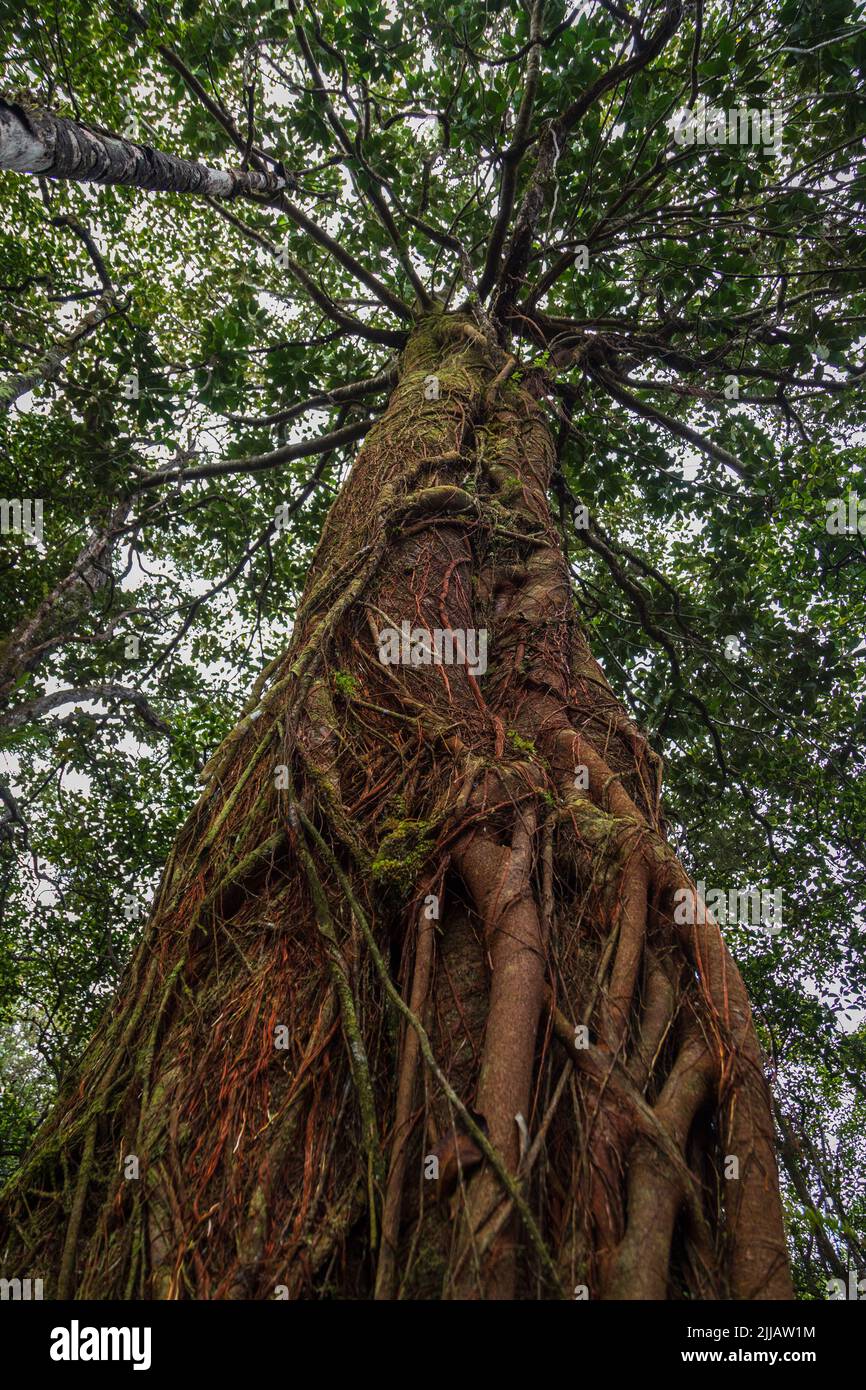 Rainforest jungle scene at Hawaii Big Island Stock Photo - Alamy
