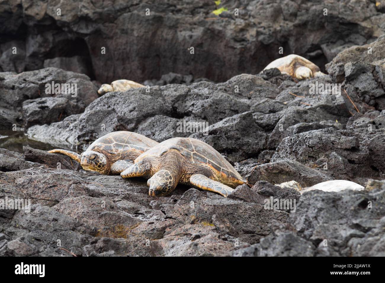 Sea turtles on volcanic rock at Hawaii Big Island Stock Photo - Alamy