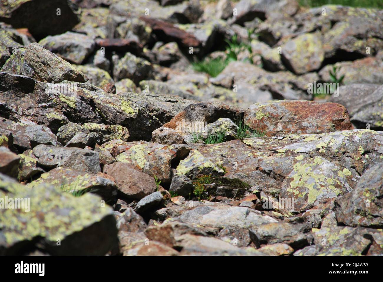 alpine marmot (Marmota marmota) hiding between rocks, a very good ...