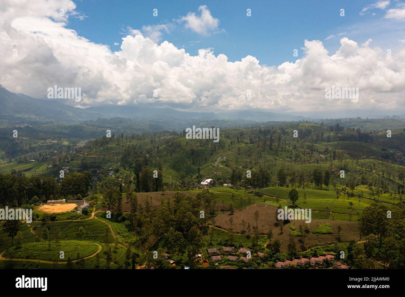 A village among tea plantations. Houses of farmers growing tea. Tea ...