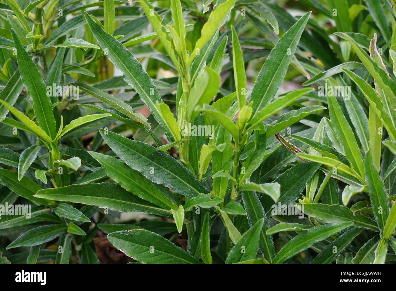 Sonchus Arvensis. Also called Perennial sow, field milk thistle, field ...
