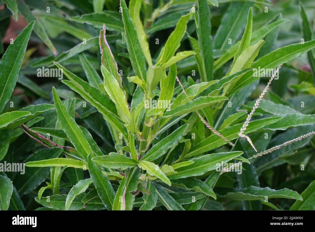 Sonchus Arvensis. Also called Perennial sow, field milk thistle, field ...