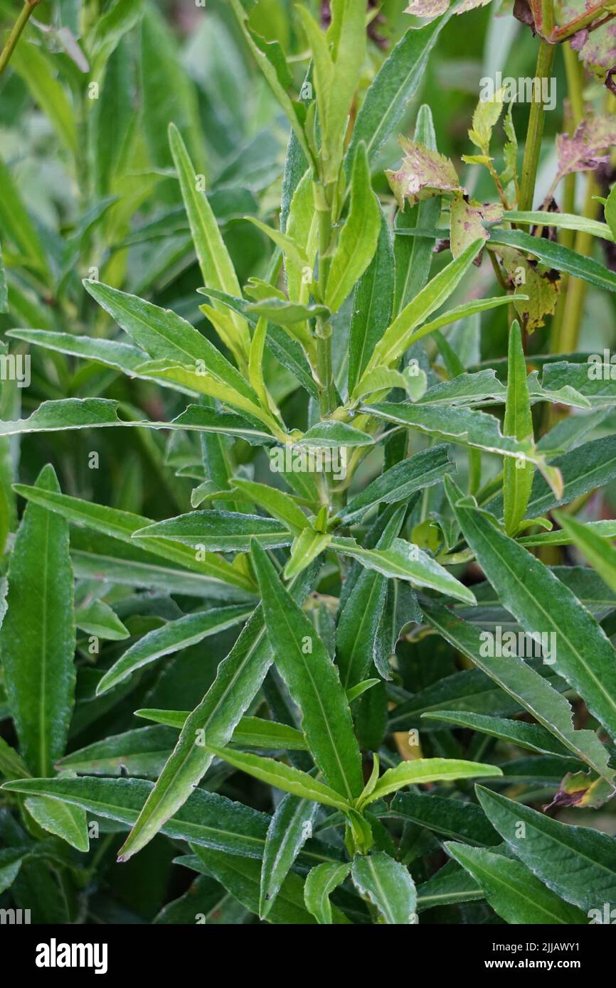 Dindle hi-res stock photography and images - Alamy