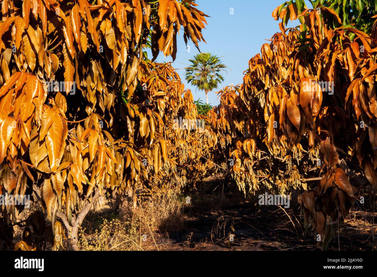 Mango plantation hi-res stock photography and images - Alamy