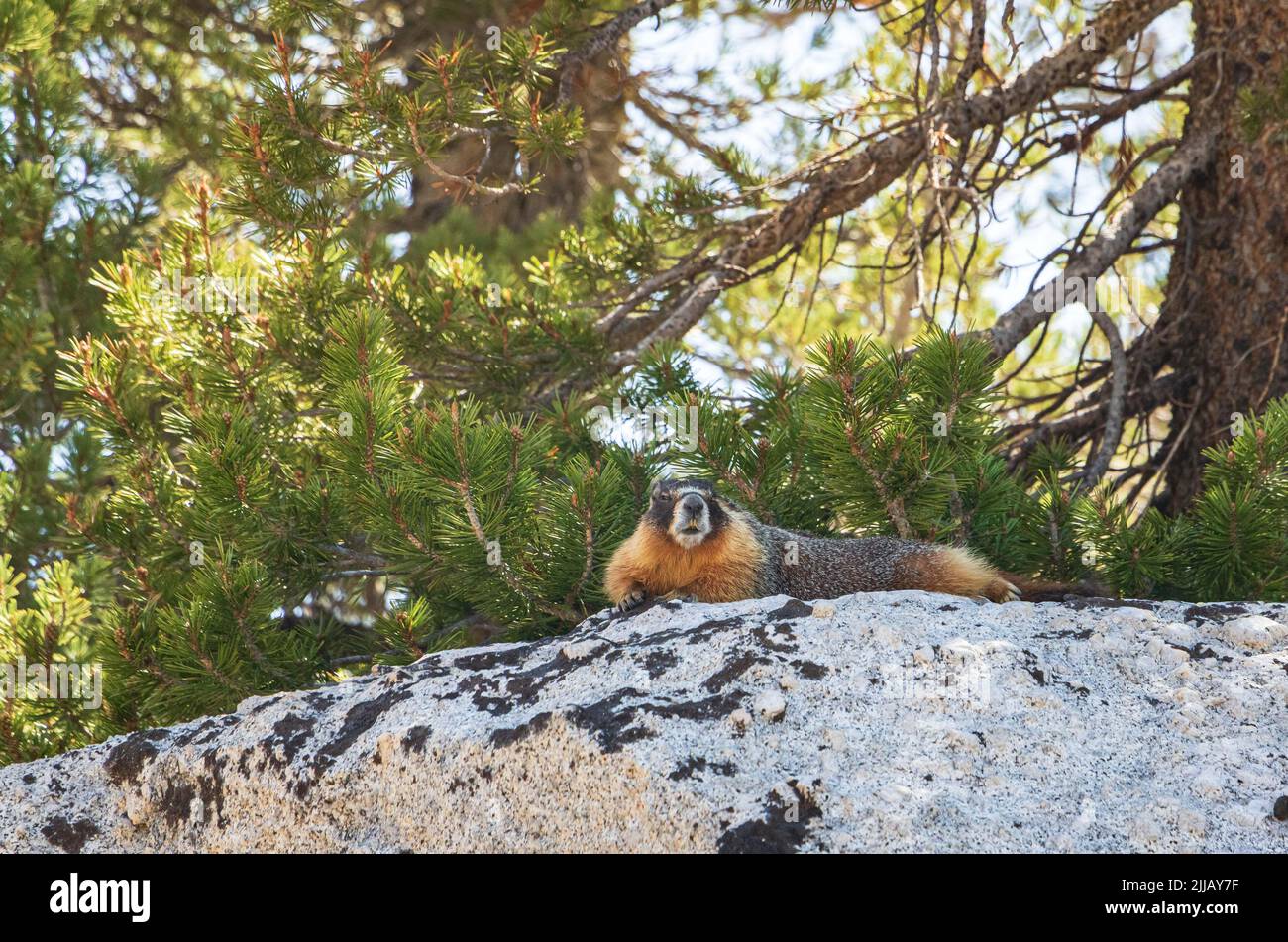 Marmot overlooking the hiking trail, perched on a boulder in the shade ...