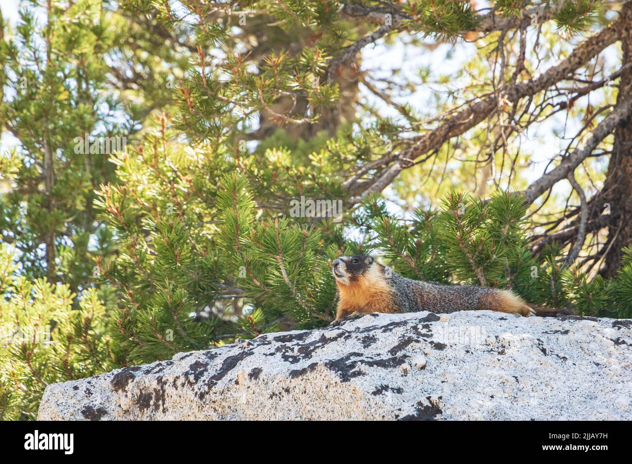 Marmot overlooking the hiking trail, perched on a boulder in the shade ...