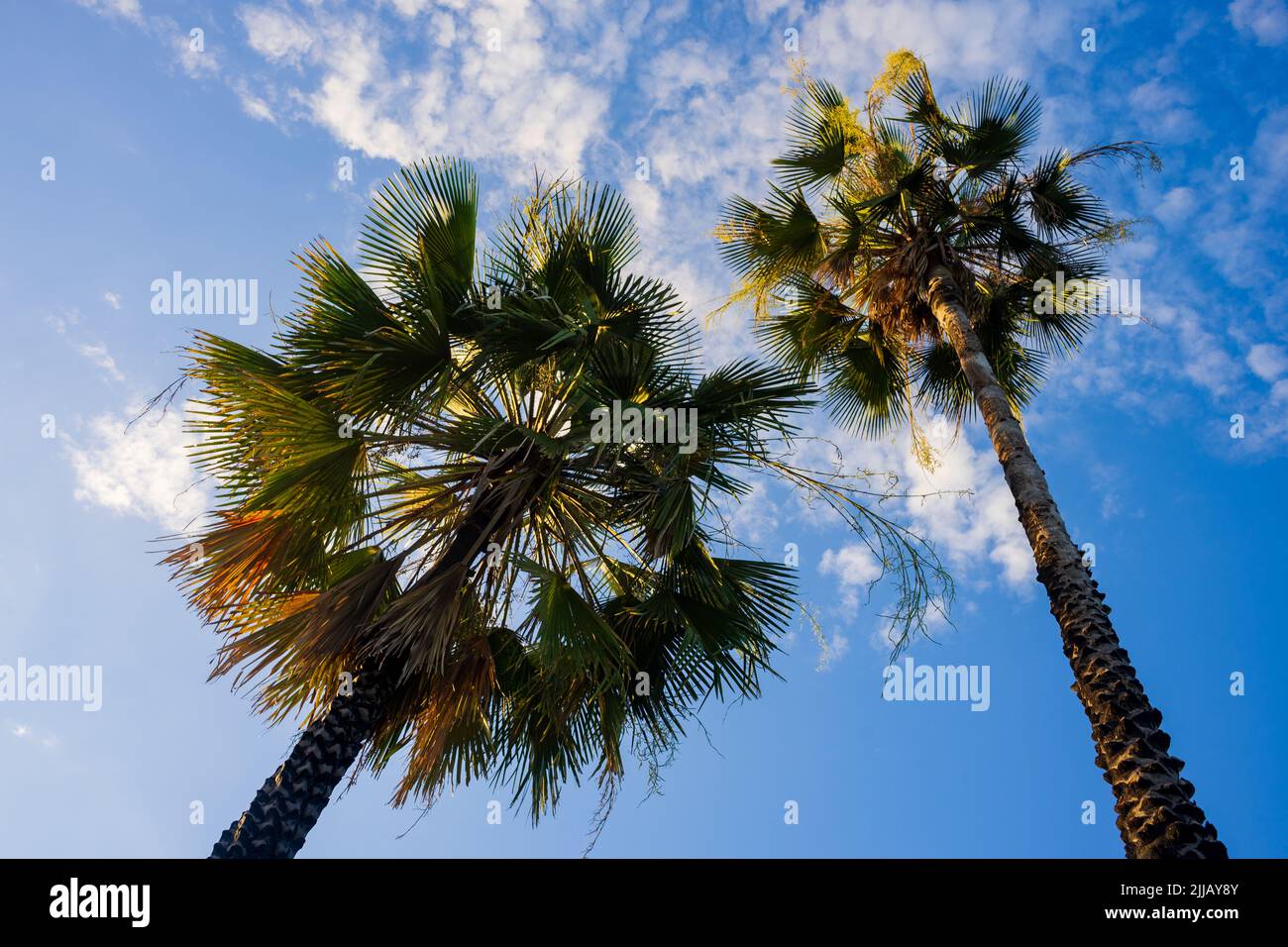 carnauba (copernicia prunifera) is a species of palm native to ...