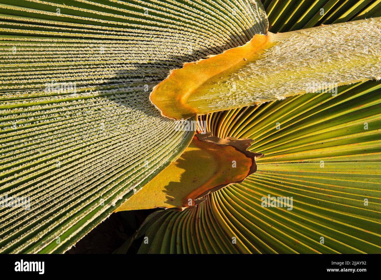 carnauba leaf with carnauba wax Stock Photo - Alamy
