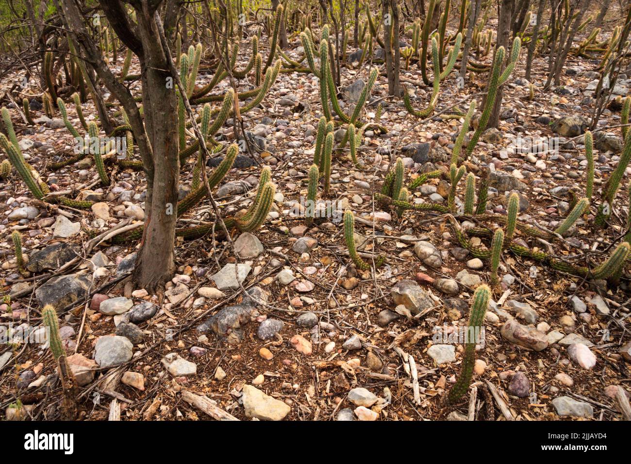 Bioma caatinga hi-res stock photography and images - Alamy
