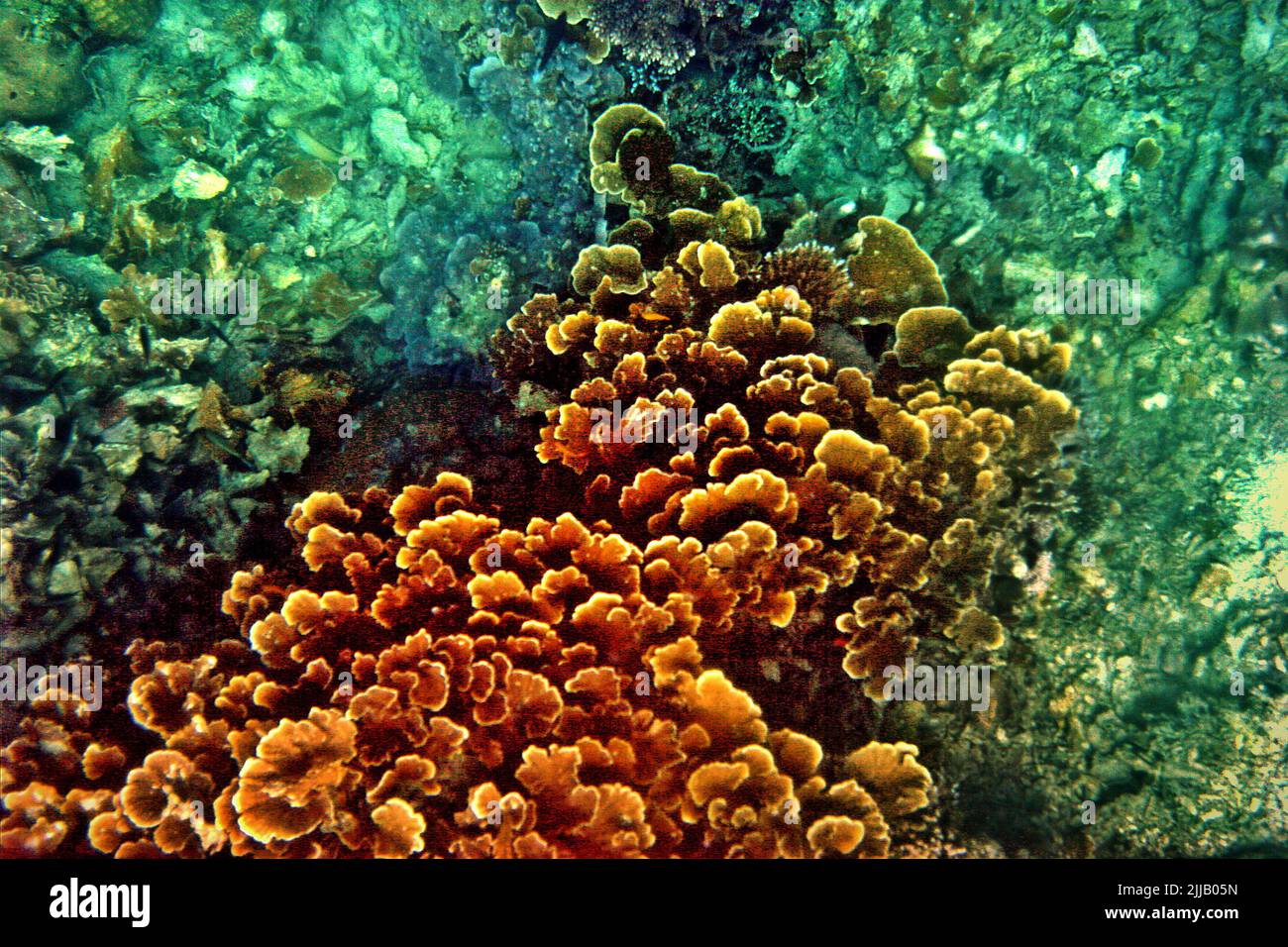 Coral reefs are seen from a glass-bottom boat that is sailing on ...
