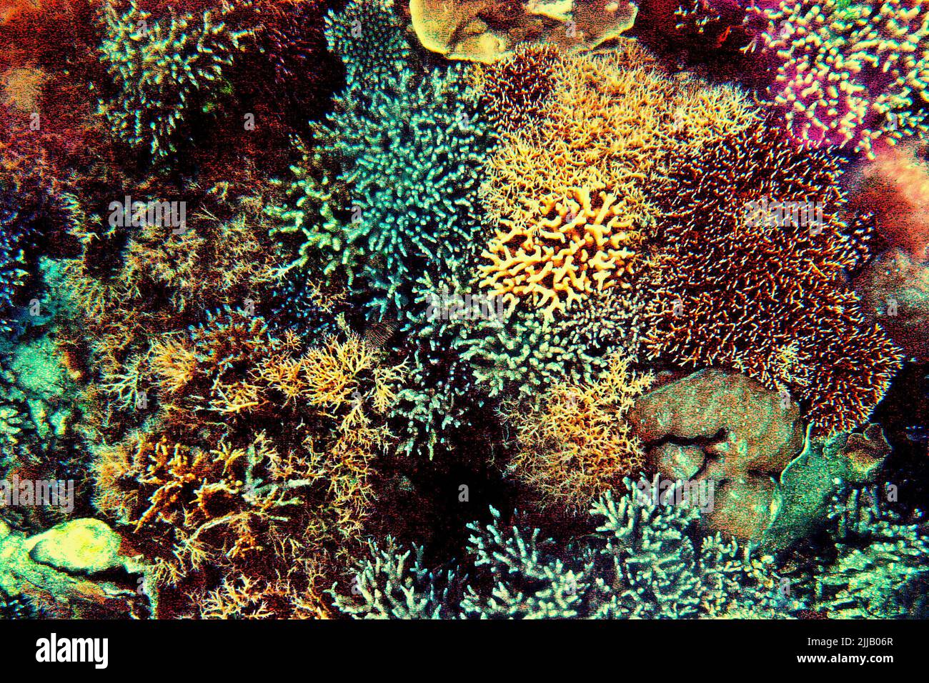 Coral reefs are seen from a glass-bottom boat that is sailing on ...
