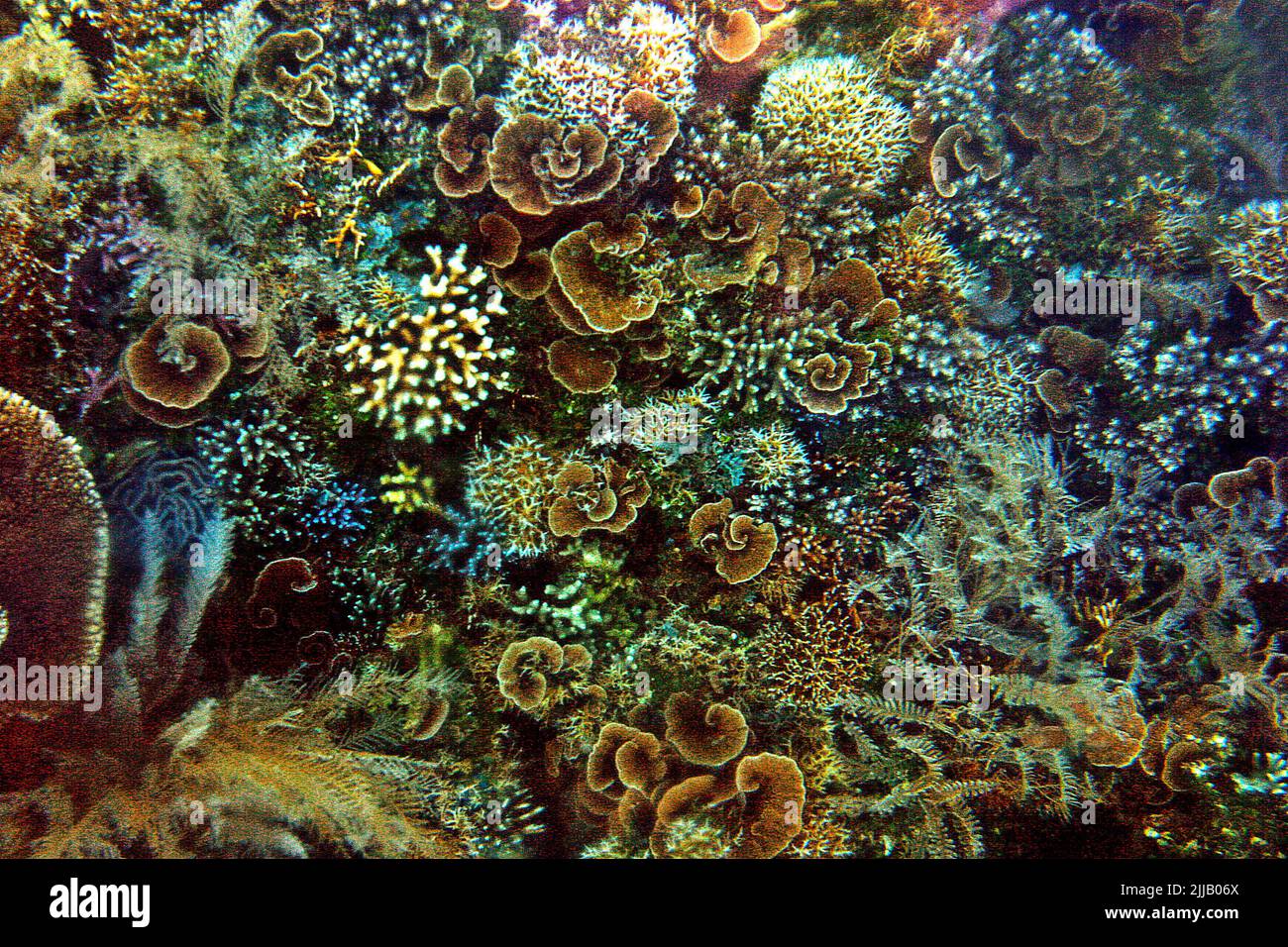 Coral reefs are seen from a glass-bottom boat that is sailing on ...