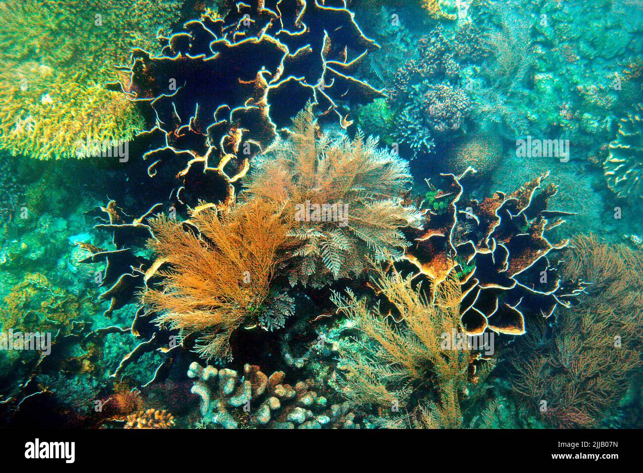Coral reefs are seen from a glass-bottom boat that is sailing on ...