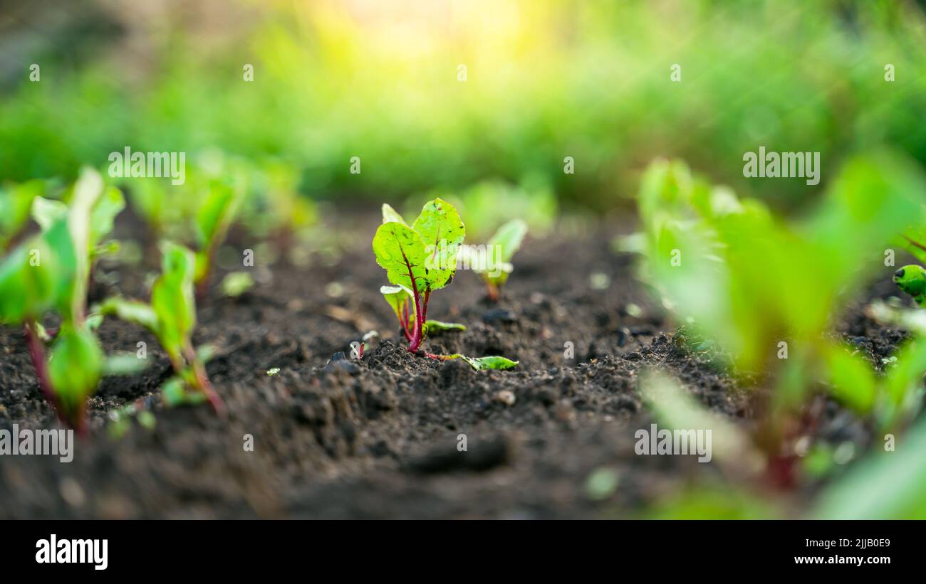 Leaves of a young growing beet close-up on a garden bed Stock Photo - Alamy