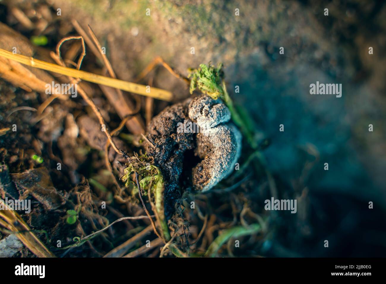 Juicy big chicken poop close-up. chicken manure Stock Photo - Alamy