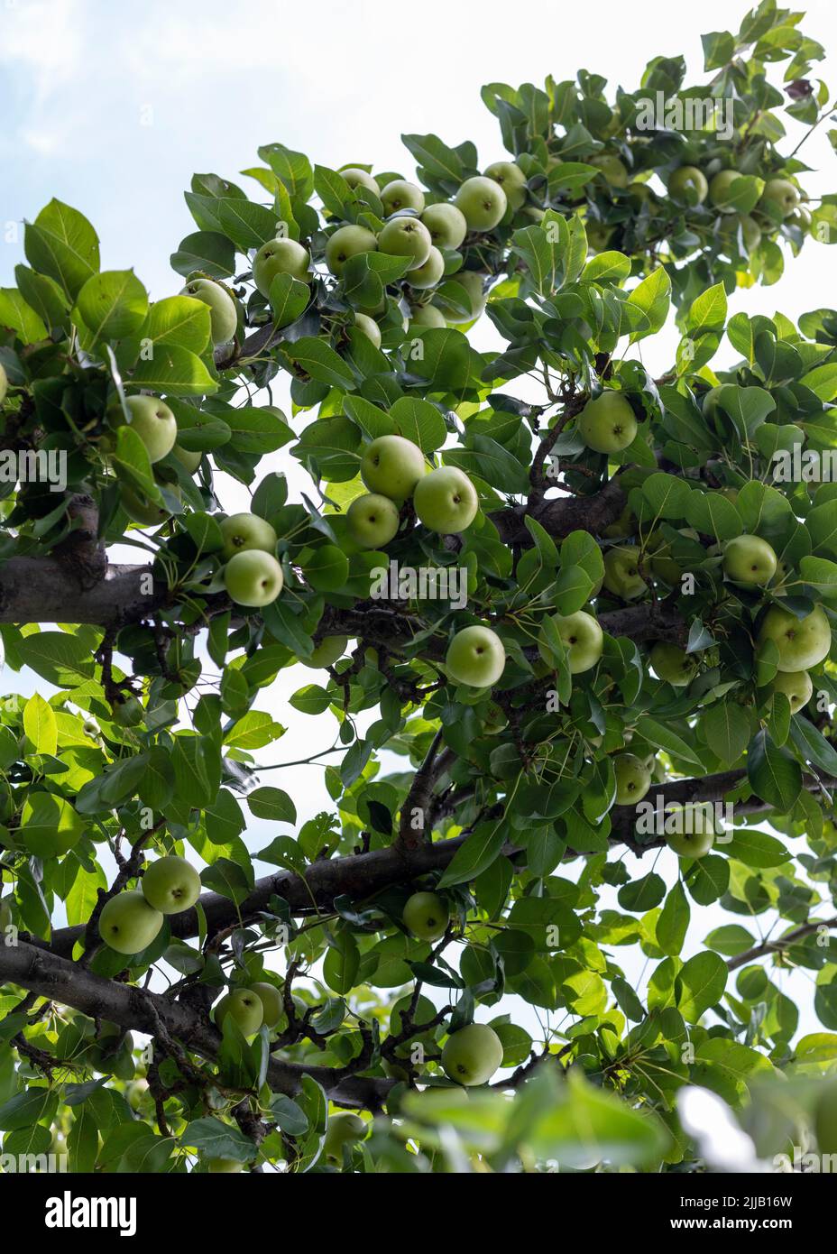 Tree full with pear fruit in an fruit orchard Stock Photo - Alamy