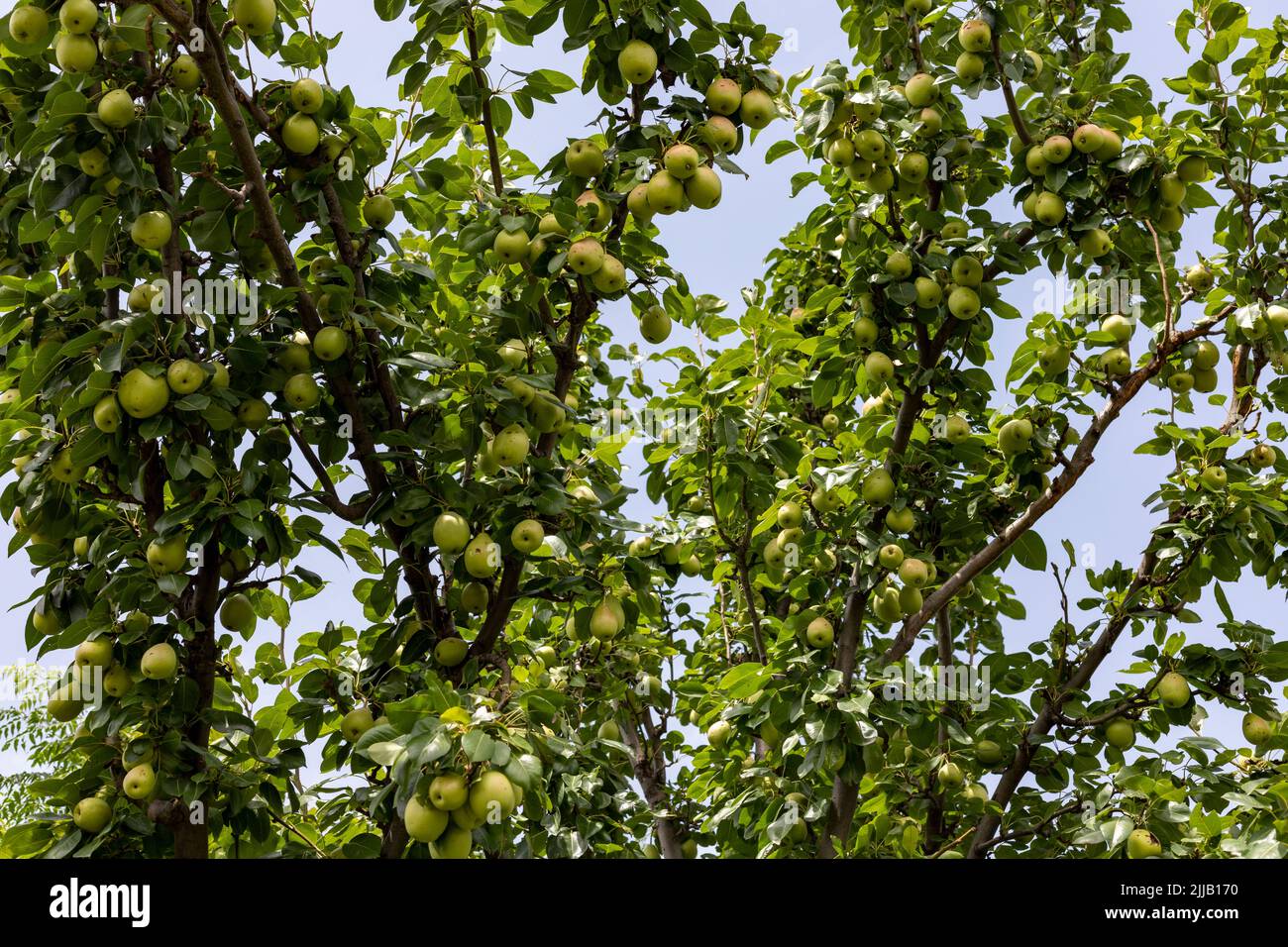 Hanging fruits hi-res stock photography and images - Alamy