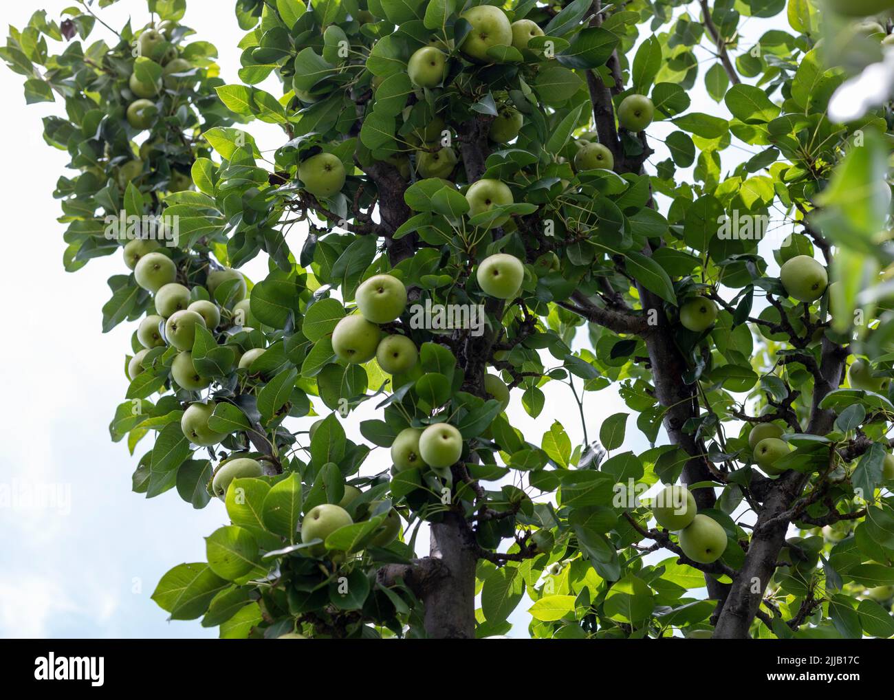 Pear fruit tree branch full with fruit view from below Stock Photo - Alamy