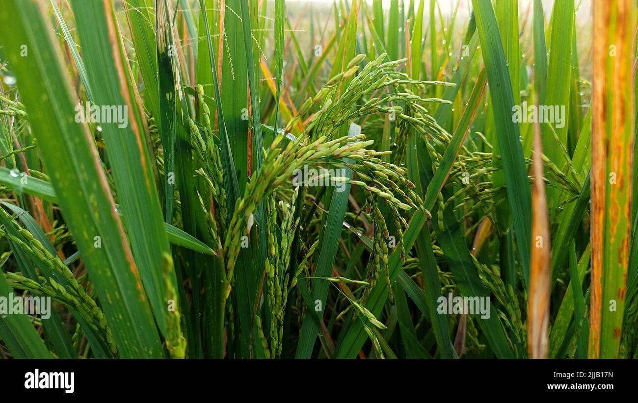 Rice plant hi-res stock photography and images - Alamy