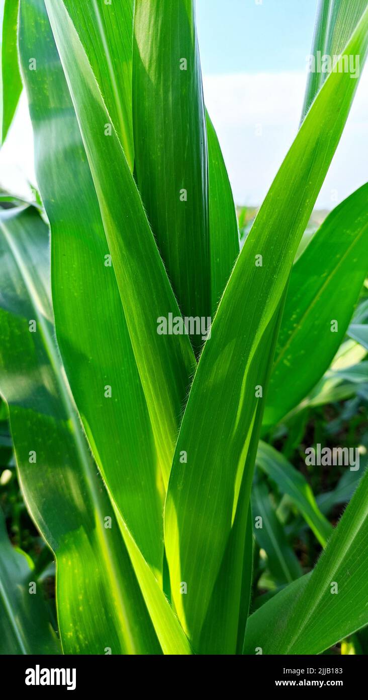 Close-up of the leaves of the corn plant in the garden near the house ...