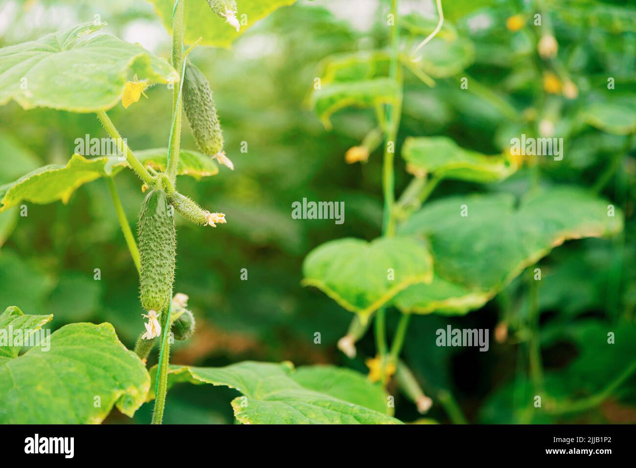 Closeup view on plantation of beautiful, delicious green cucumbers ...
