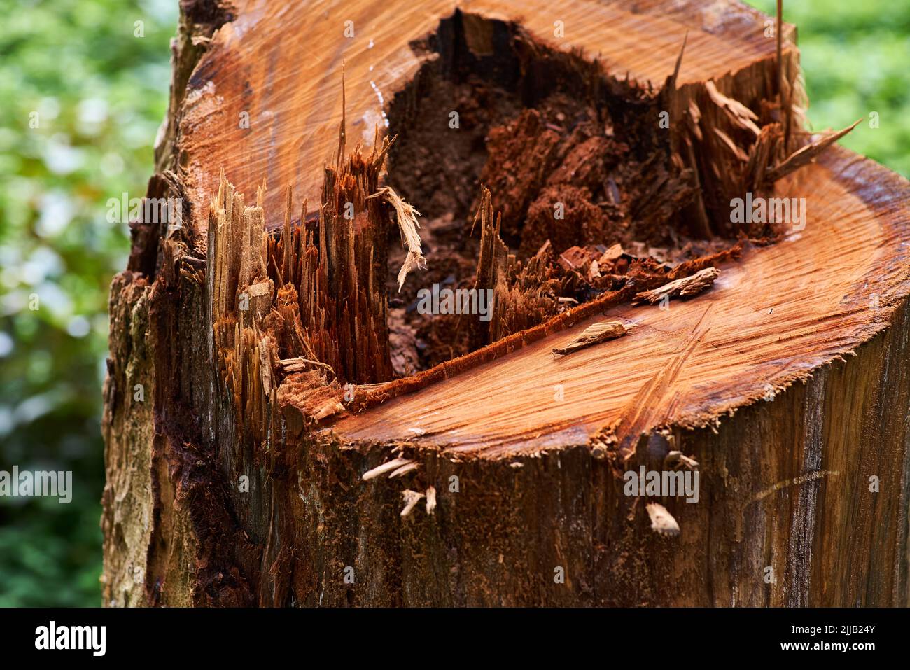 The cutting mark on the stump in the forest Stock Photo - Alamy