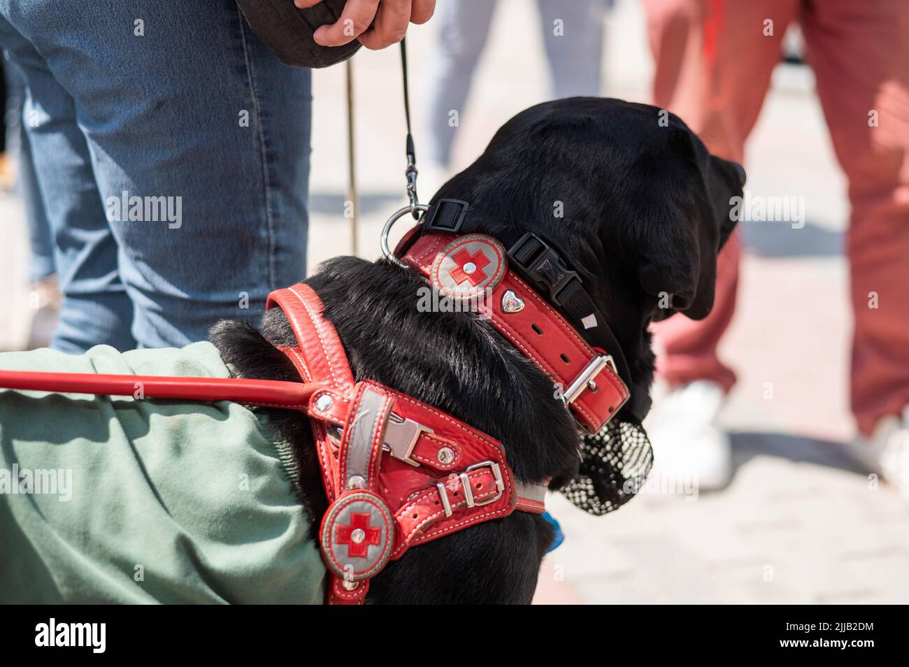Black Labrador working as a guide dog for a blind man Stock Photo - Alamy