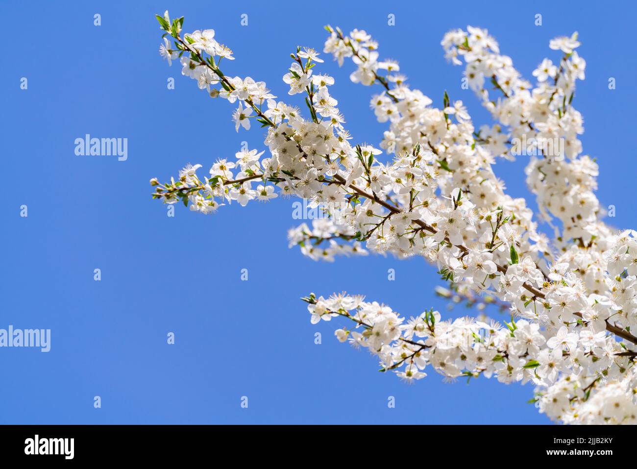 A view of beautiful cherry blossoms under the clear blue sky Stock ...