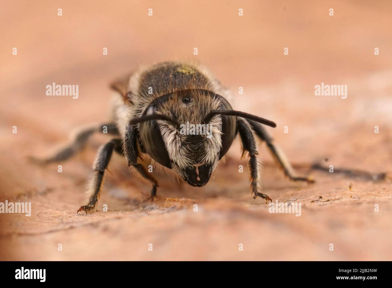 Leafcutter bee isolated white hi-res stock photography and images - Alamy