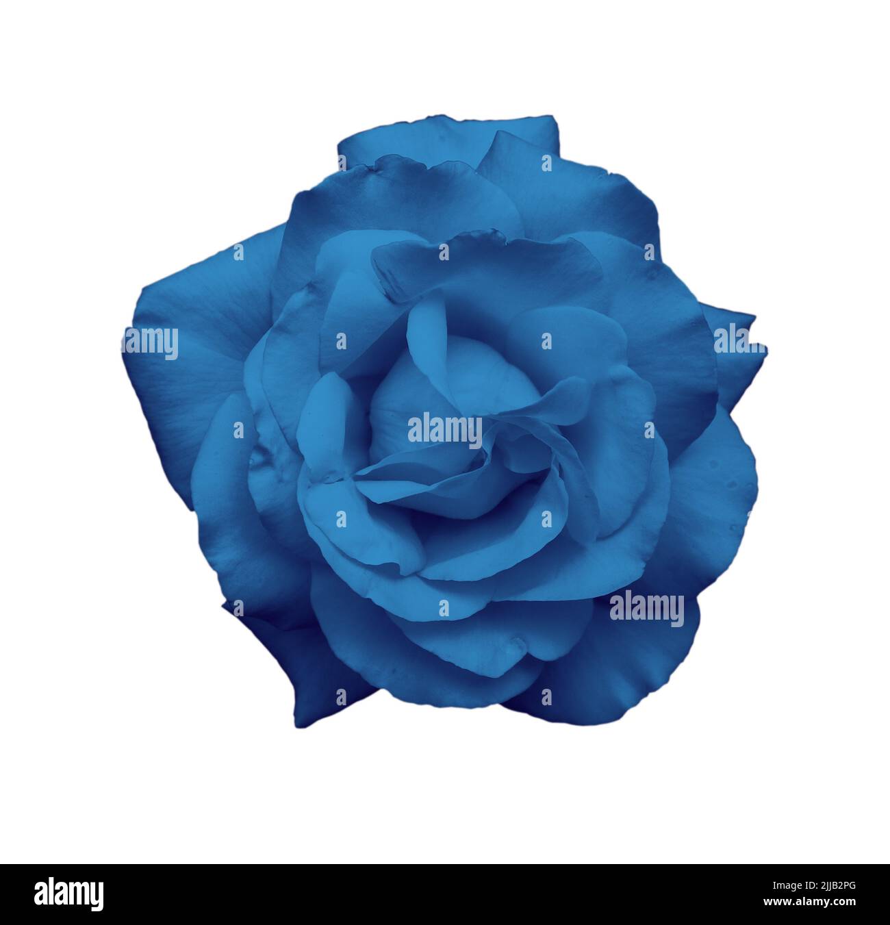 Rose close-up isolated on light background Stock Photo - Alamy