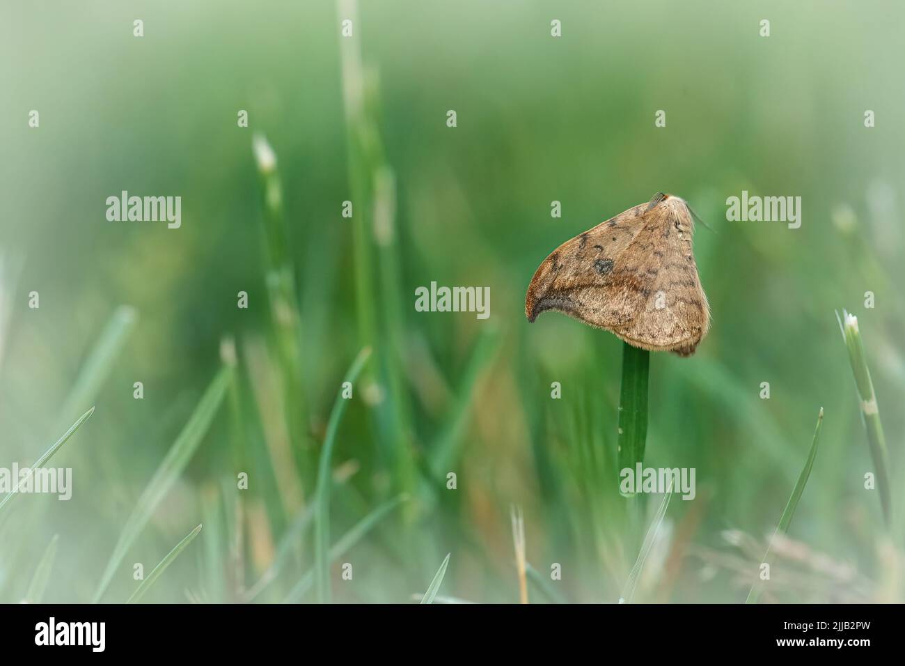 Drepana hi-res stock photography and images - Alamy