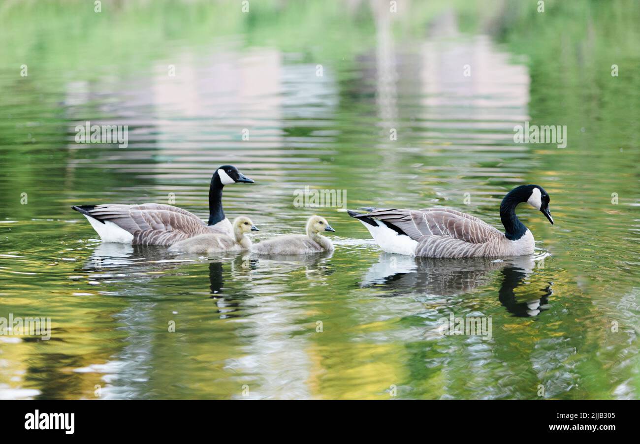 Canadian Geese Goose Goosling Family Swimming in a Pond in Springtime ...