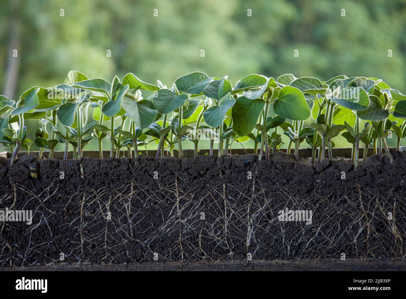 Soybean plants root hi-res stock photography and images - Alamy