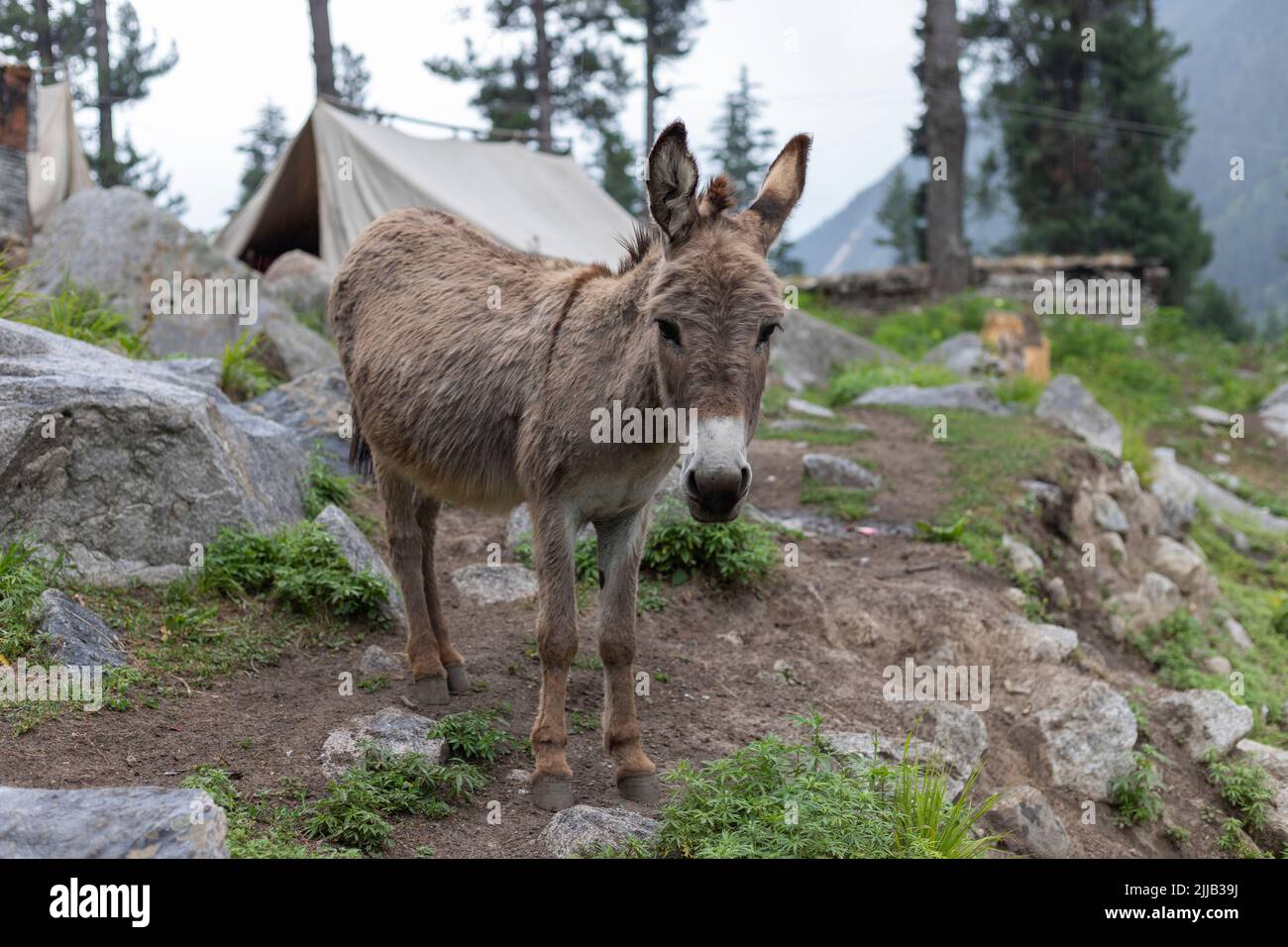 Adorable donkey with happy face Stock Photo - Alamy